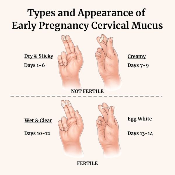 cervical mucus after ovulation if pregnant babycenter