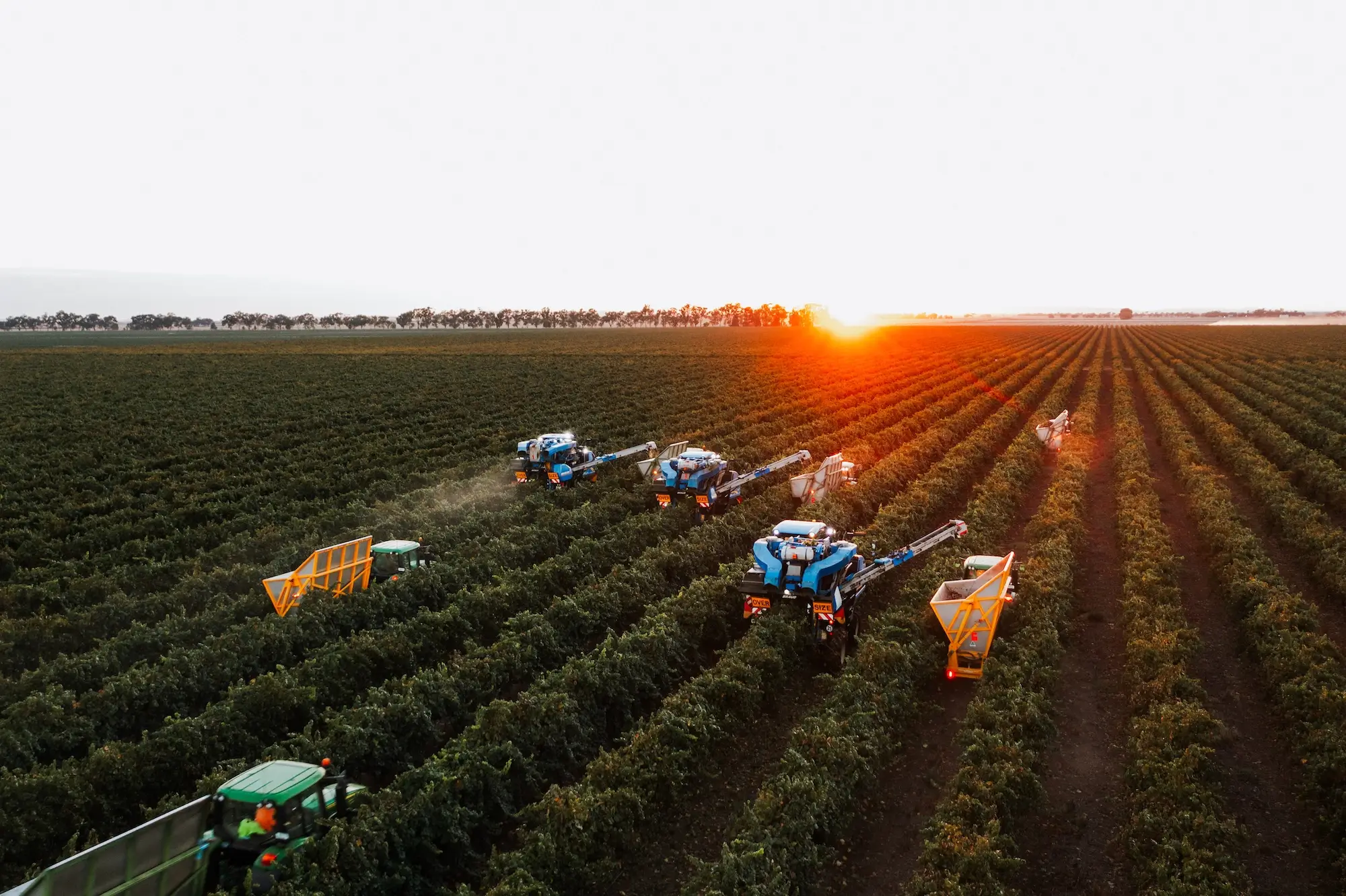 Grapevine Nutrition Solutions | Increase Berry Uniformity & Sugar ...