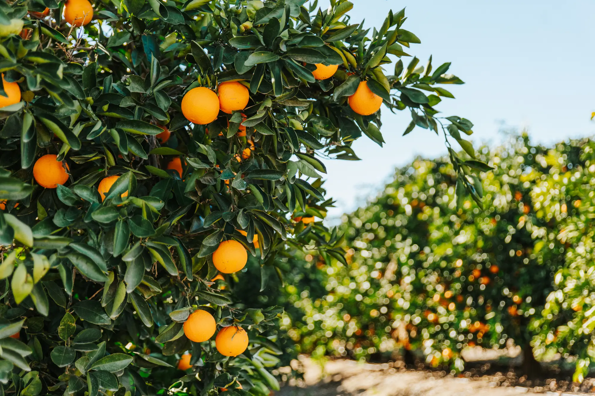 Nu-Injecta™ 12 7 12 + S | Citrus Fertigation | Leaf Flush & Fruit ...