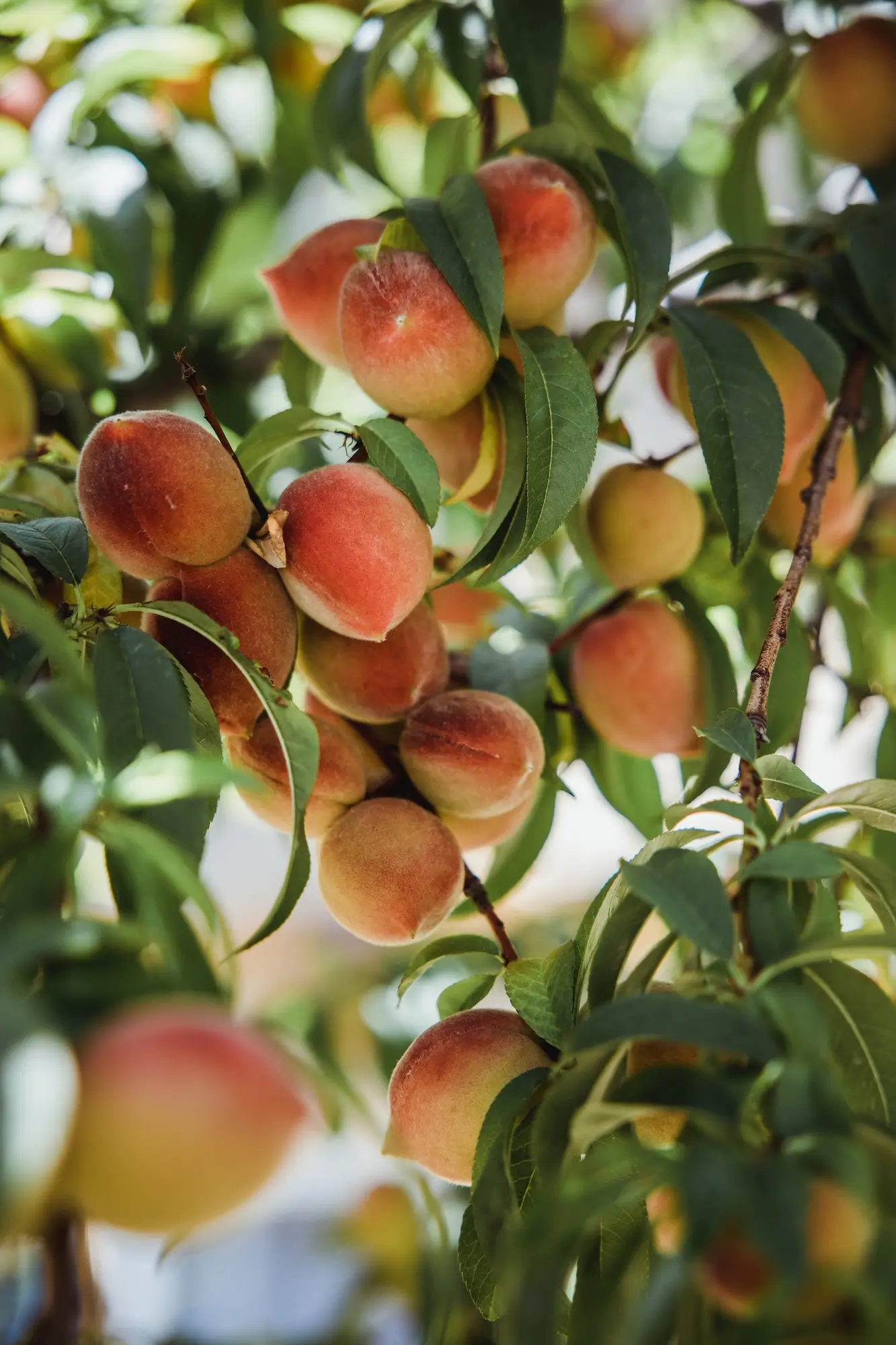 Stone Fruit Nutrition Solutions | Improve Fruit Size & Reduce Defects ...